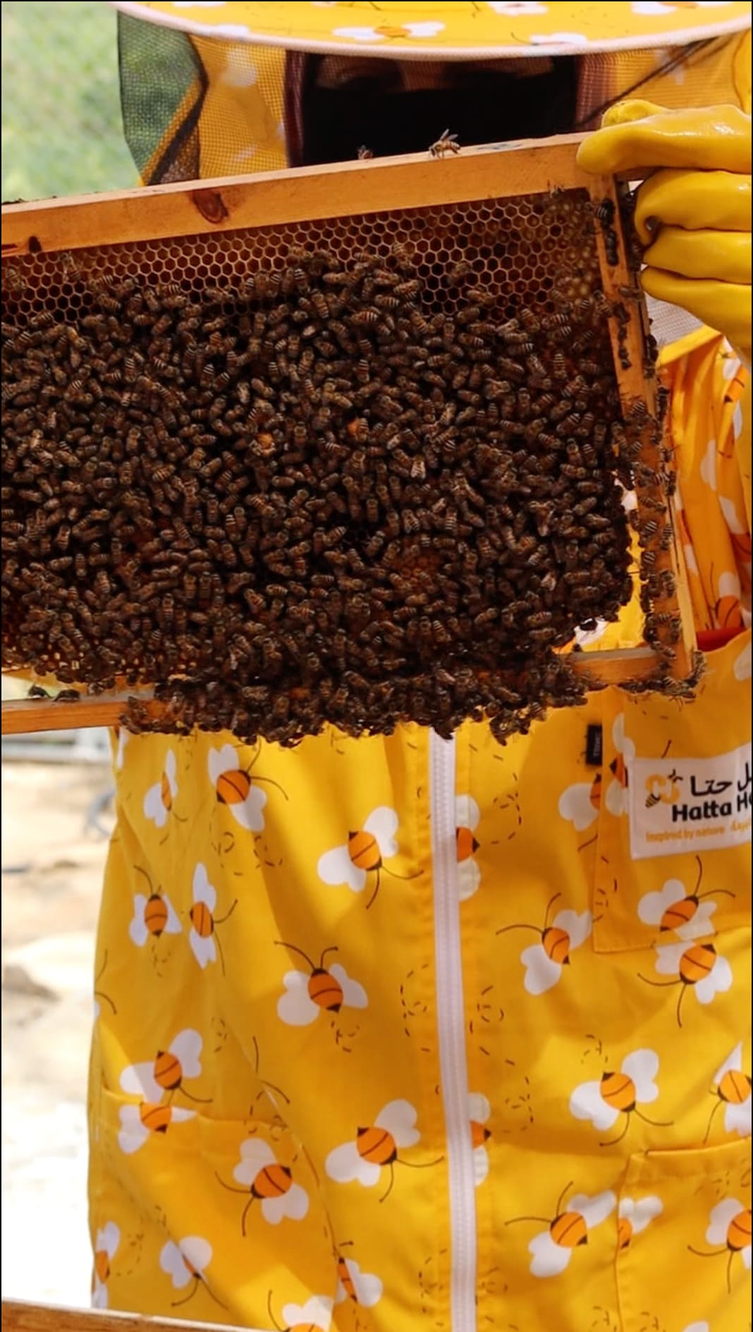Bee Colonies And Honey-Making Practices In The UAE - Travel Indigenous