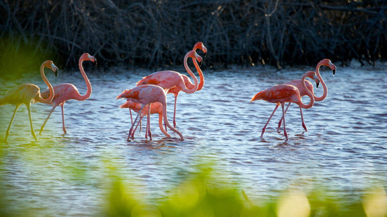 Discover UAE Mangrove Forests Magic | Travel Indigenous
