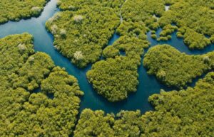 Discover UAE Mangrove Forests Magic | Travel Indigenous